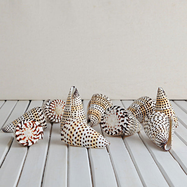 Cone Litteratus Shells | Moolicious Soaps & Candles | Australia