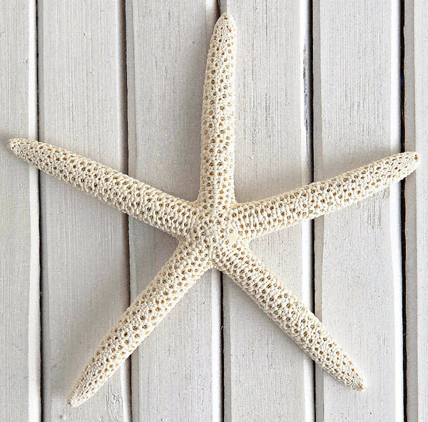Finger Starfish 25cm | Moolicious Soaps & Candles | Australia