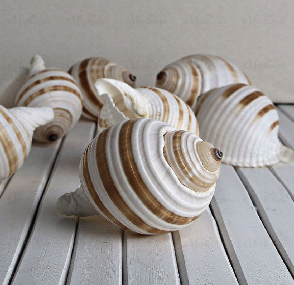 2 Tonna Fasciata Shells | Moolicious Soaps & Candles